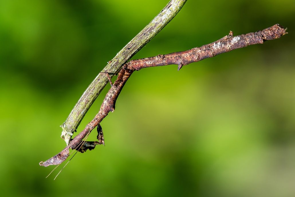 Introduction to Stick Insects - Bugfest Ltd