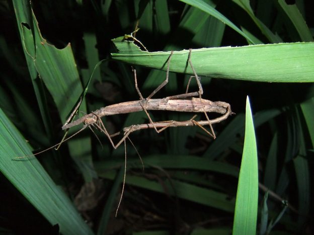 Introduction to Stick Insects - Bugfest Ltd
