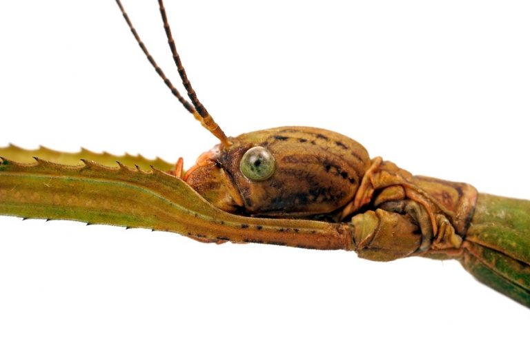 Introduction to Stick Insects - Bugfest Ltd