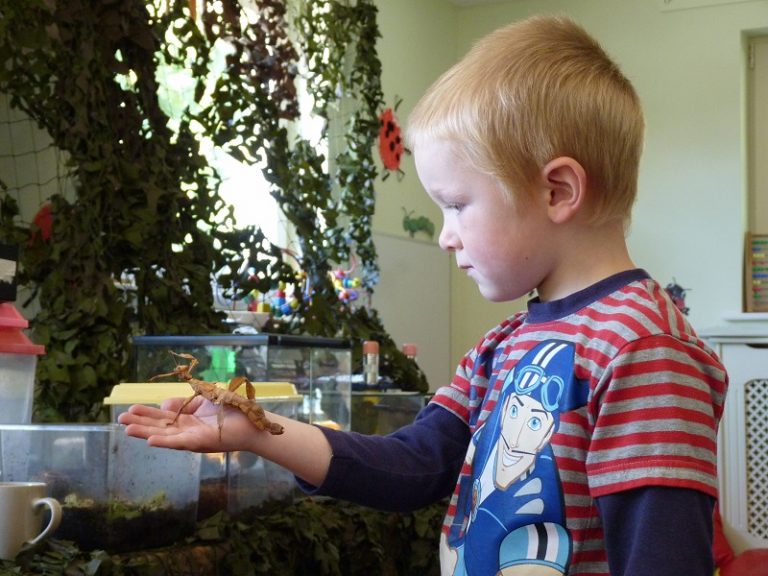 Bugfest – minibeast parties minibeast school visits bug parties bug ...