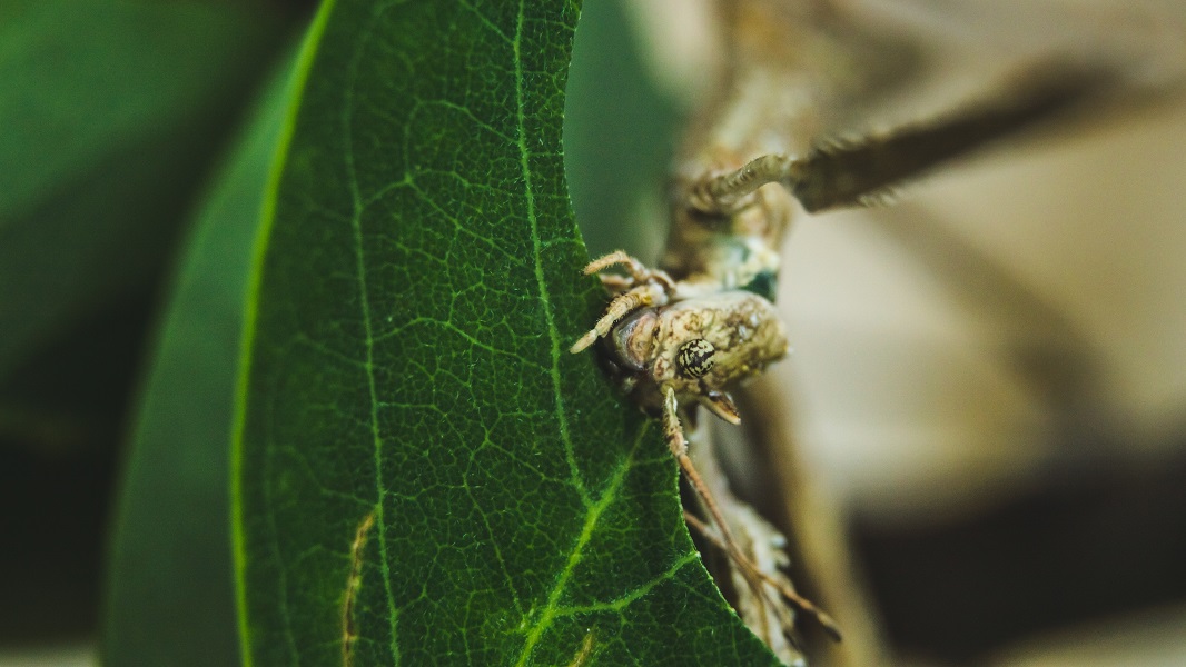 Introduction to Stick Insects – Bugfest Ltd