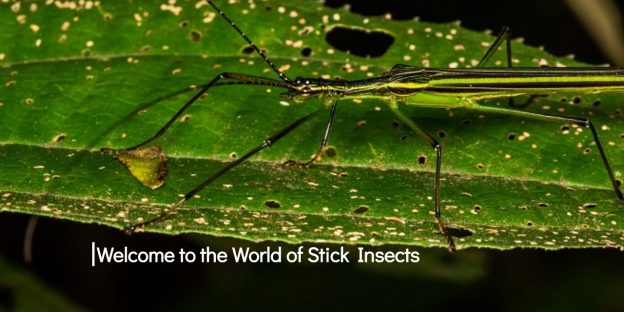 Introduction to Stick Insects - Bugfest Ltd