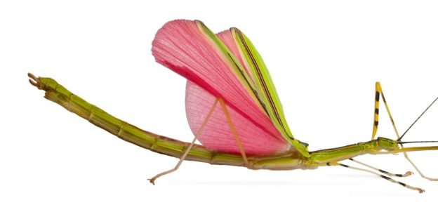 Introduction to Stick Insects - Bugfest Ltd