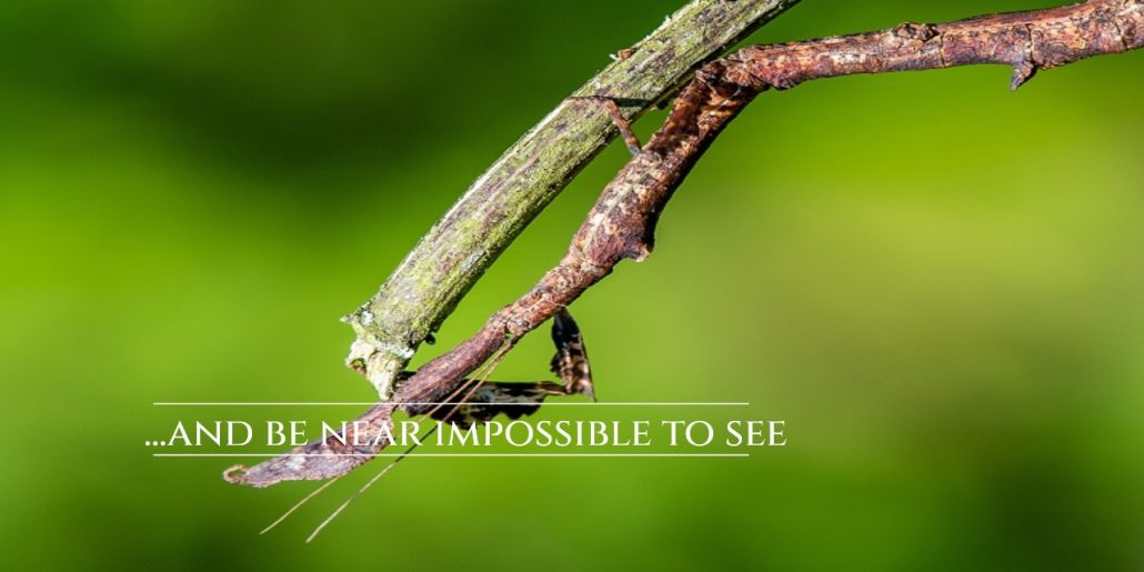 Introduction to Stick Insects - Bugfest Ltd