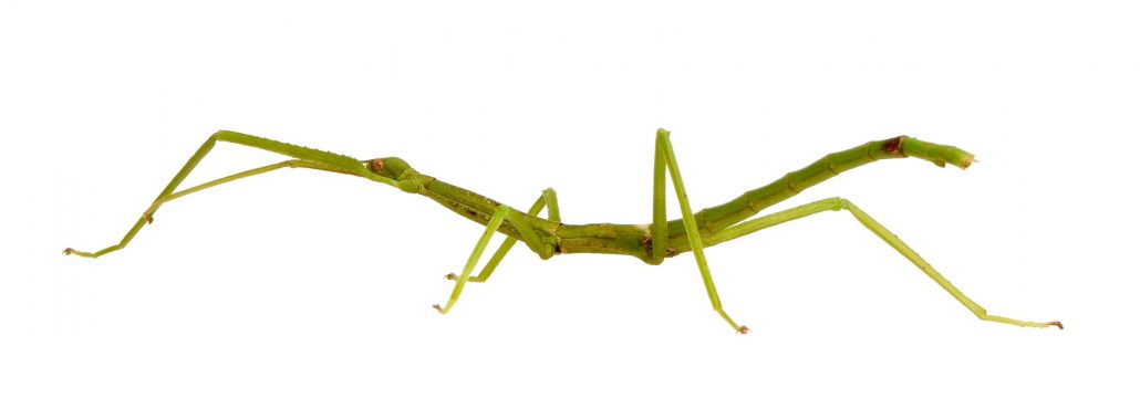 Introduction to Stick Insects - Bugfest Ltd