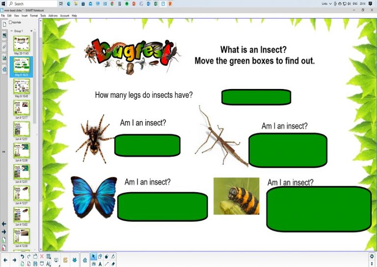 Bug Visits in School - Bugfest Ltd