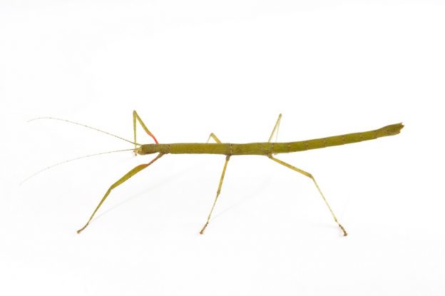 Carausius Morosus – the Indian Stick Insect – Bugfest Ltd