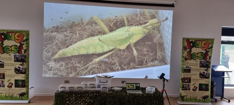 Bug Visits in School - Bugfest Ltd